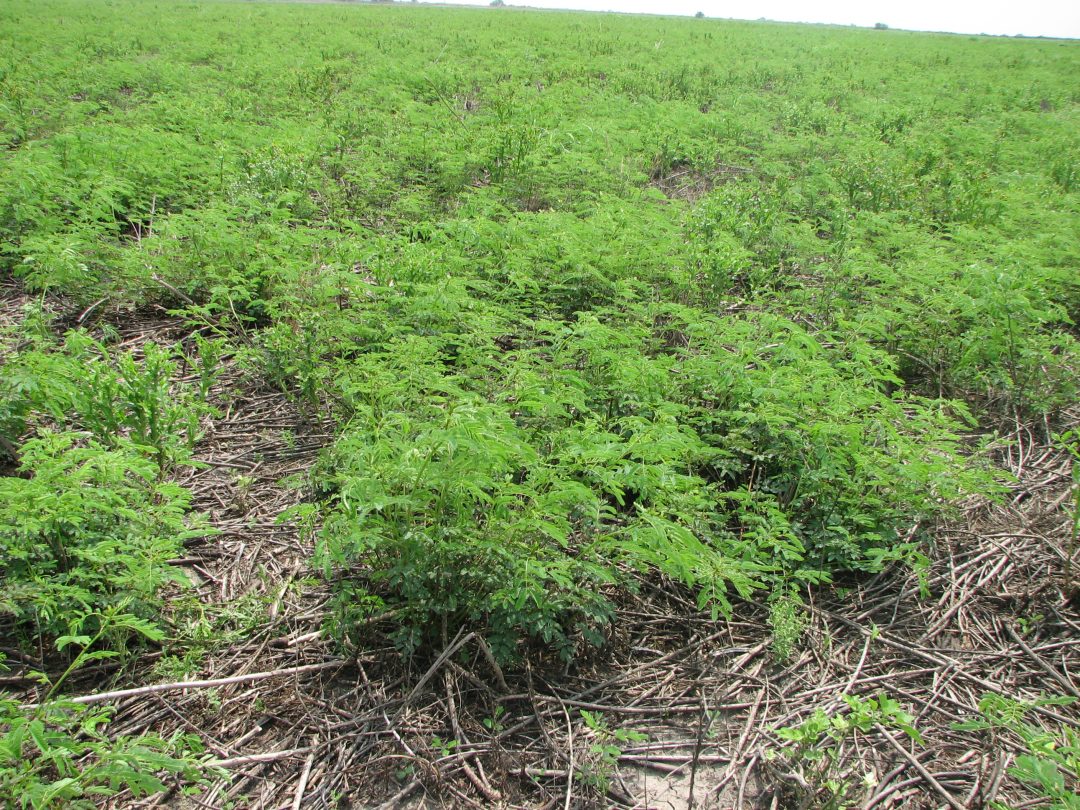 BeeWildTM Bundleflower Blend | Pogue | Livestock Grazing Seeds