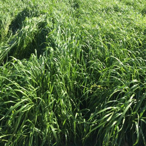 Drover Tetraploid Annual Ryegrass | Pogue | Livestock Grazing Seeds